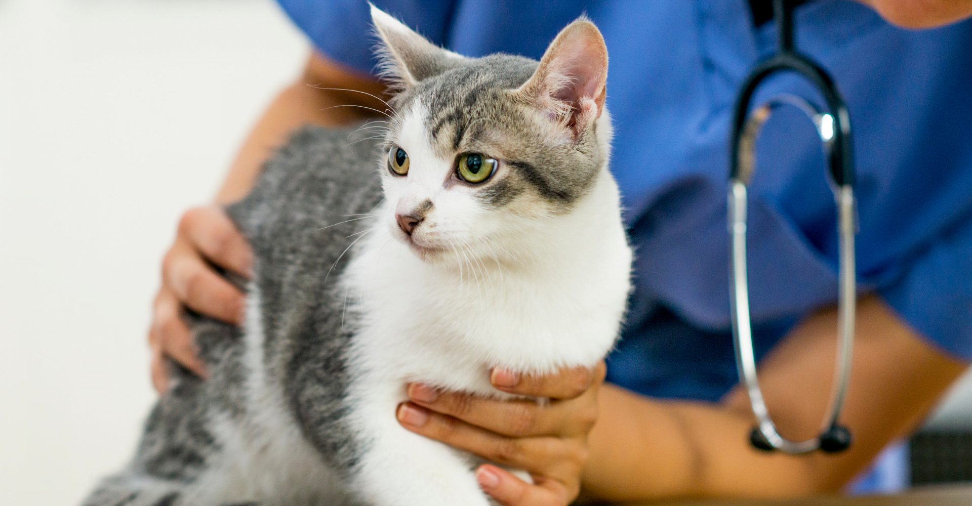 Independent Cat Vet | The Vet Whitehaven