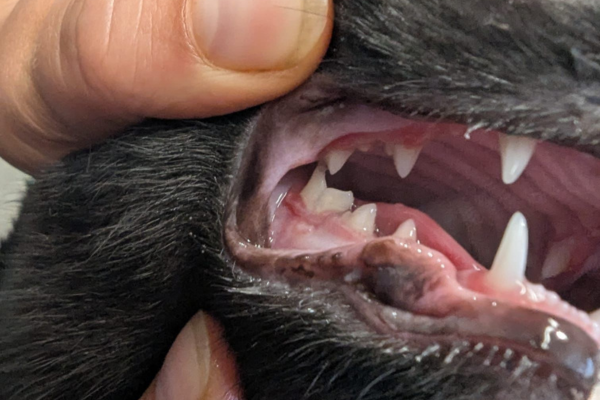 The Truth of Gum Disease in Cats | The Vet Whitehaven
